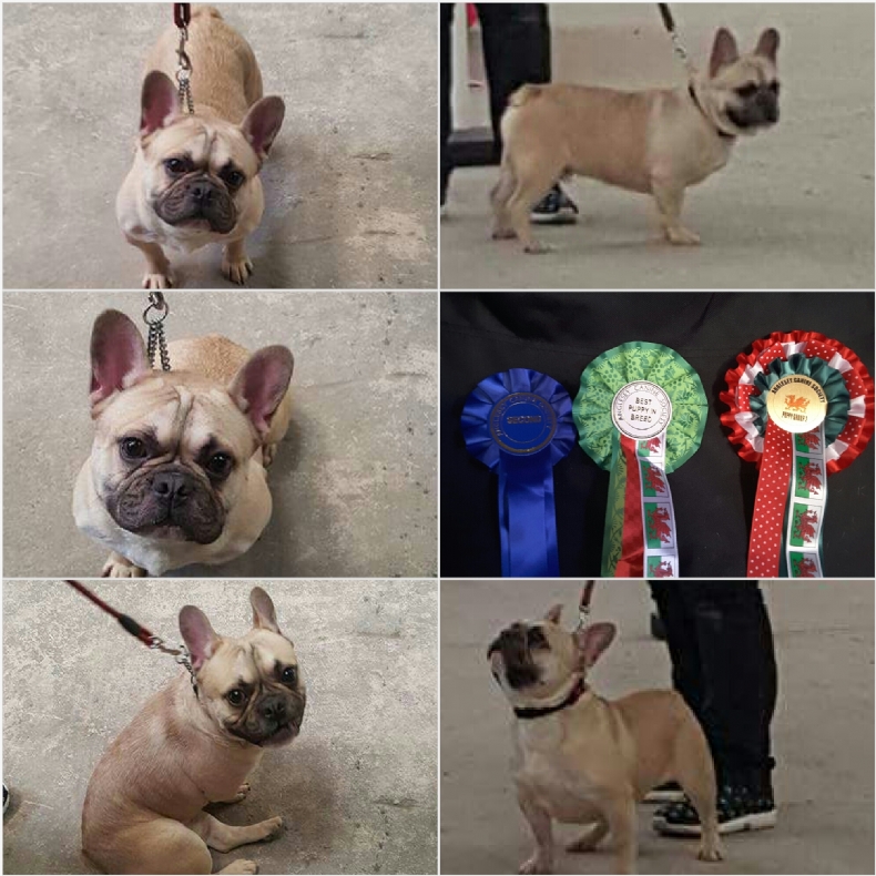 PeddyMark | rhian hughes pet microchip implanter in Wales.