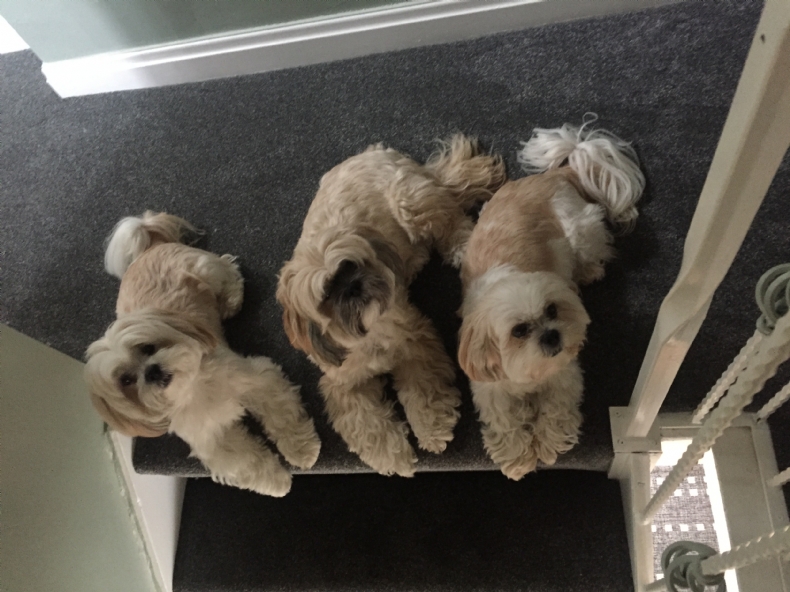 PeddyMark | elise butfield pet microchip implanter in Yorkshire.