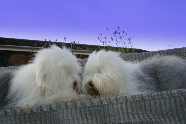 PeddyMark | Terri Reed pet microchip implanter in Cambridgeshire.