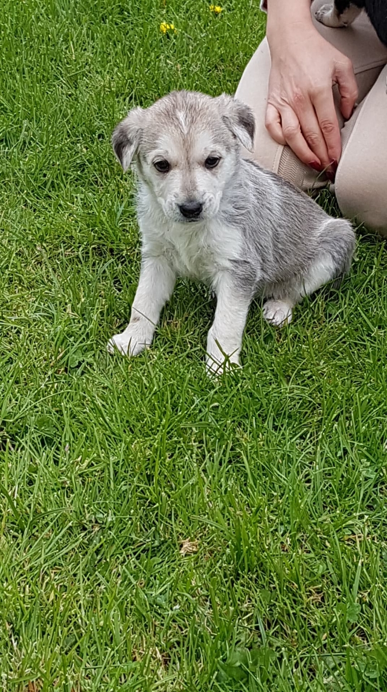 PeddyMark | sally james pet microchip implanter in Cornwall.