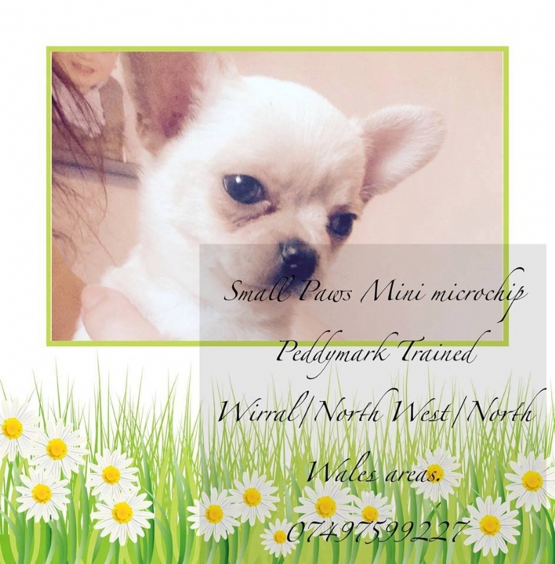 PeddyMark | Lynn Stading pet microchip implanter in Cheshire.